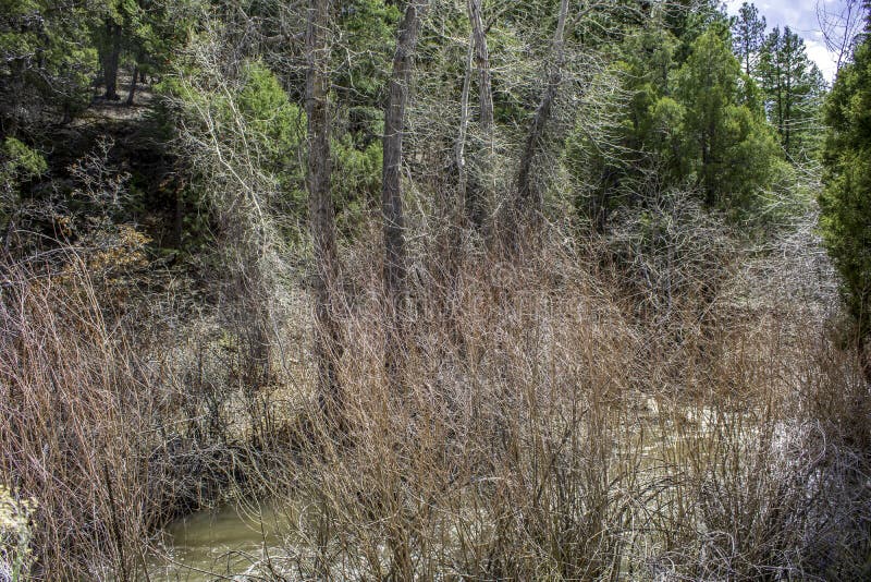 Bushes and Pines stock image. Image of stream, landscape - 145821743