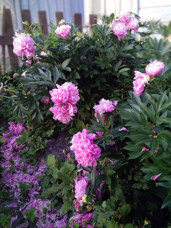 Bushes of Pink Peonies Bloom in Summer Stock Image - Image of beauty ...