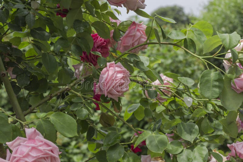 Bushes of Pink Roses in the Garden Stock Photo - Image of flora, fresh ...
