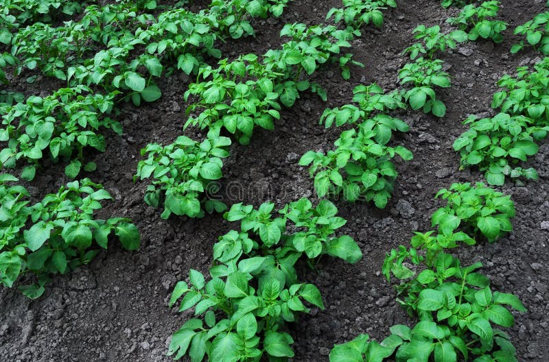 Bushes of potatoes stock image. Image of agriculture - 49878383