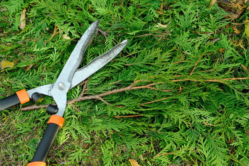 Trimming Bushes with Scissors Stock Photo - Image of bushes, activity ...