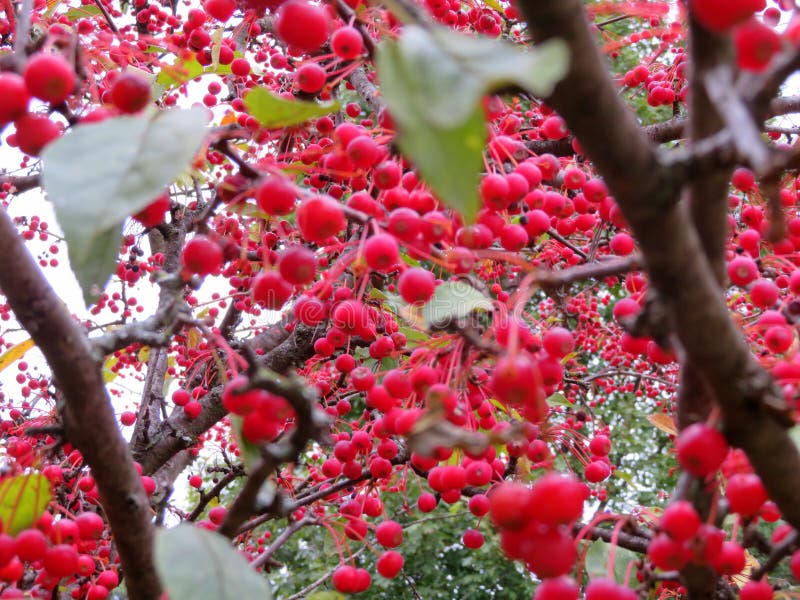 Bushes of red berries stock image. Image of trees, bridge - 232191887
