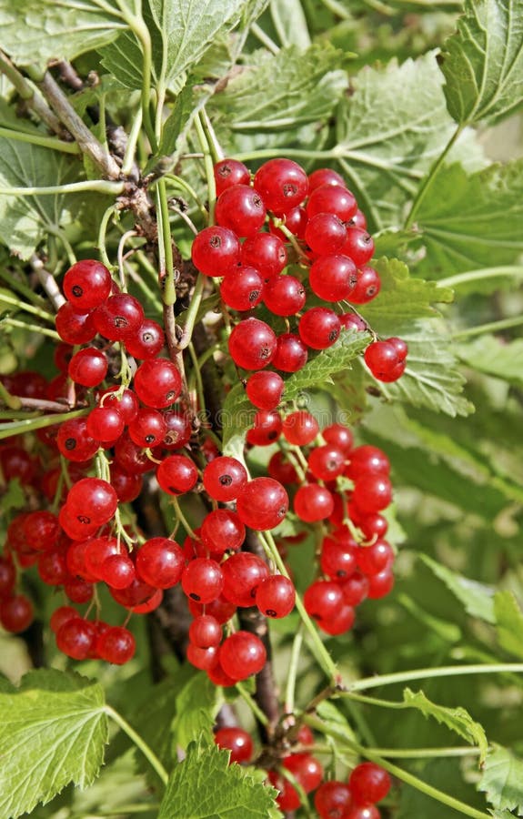 Bushes of red currant. stock photo. Image of grow, agriculture - 37777916