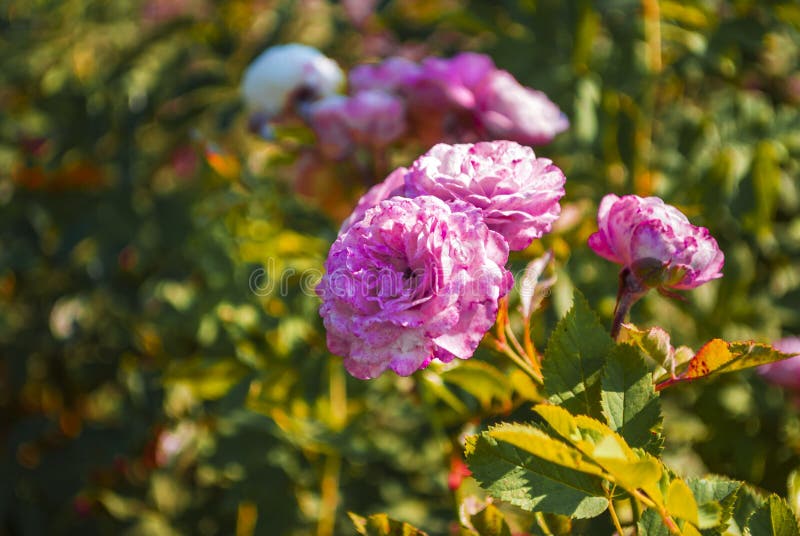 Bushes of Red and White Roses Close-up Stock Photo - Image of romantic ...