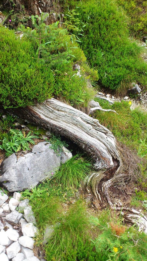 Bushes, Roots and Stones in the Mountains Stock Image - Image of roots ...