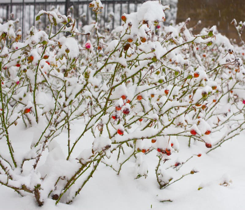 Bushes Rose Hip Under the Snow. Stock Photo - Image of berries, couple ...