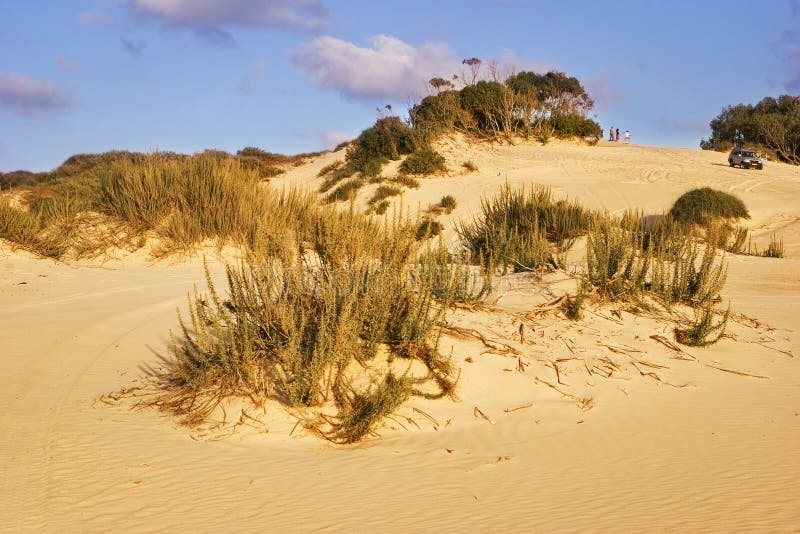 Bushes on sand stock photo. Image of desert, southern - 190112938