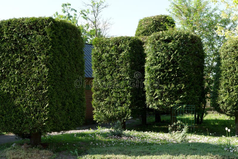Bushes Shape Design. Thuja Rectangular Shape Stock Image - Image of ...