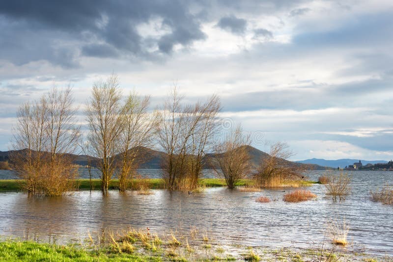 Bushes at swamp stock image. Image of ganboa, green, field - 30336273