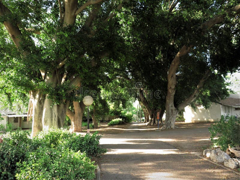Bushes and Trees Along a Walkway Stock Photo - Image of bushes, field ...