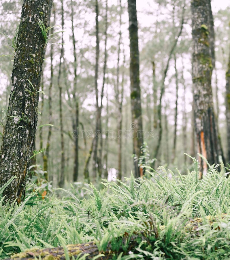 Bushes and Trees stock image. Image of decoration, bushes - 278876839