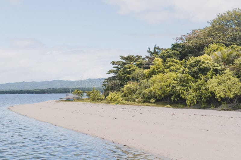 Bushes and Trees Growing Next To Each Other on the Beach Stock Image ...