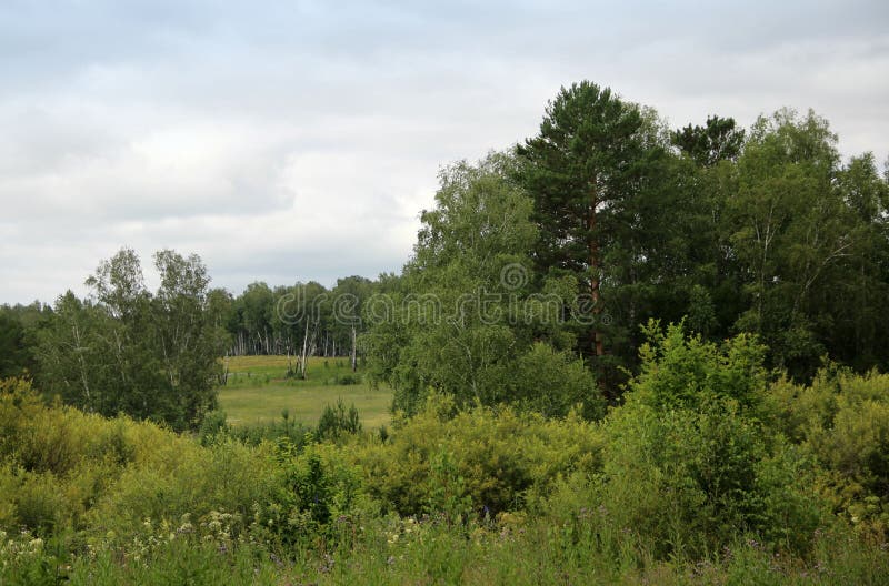 The View from a Clearing in the Forest. Stock Photo - Image of white ...