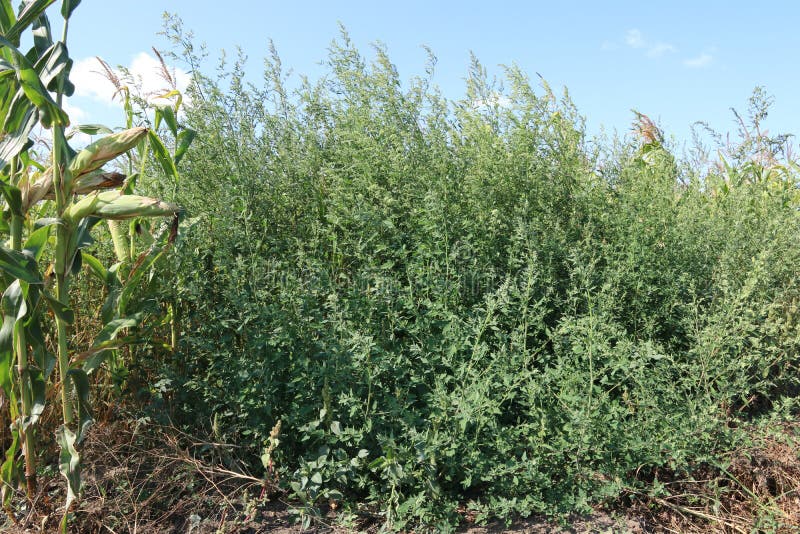 Bushes of Weed in a Corn Field. Stock Image - Image of harvest, outdoor ...