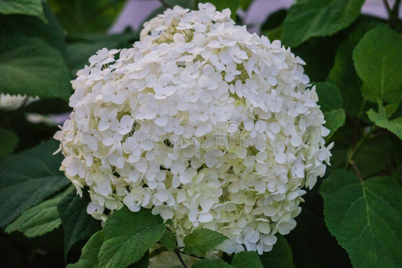 Bushes of a White Cone-shaped Hydrangea in a City Garden Stock Photo ...