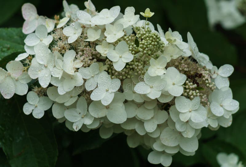 Bushes of a White Cone-shaped Hydrangea in a City Garden Stock Image ...