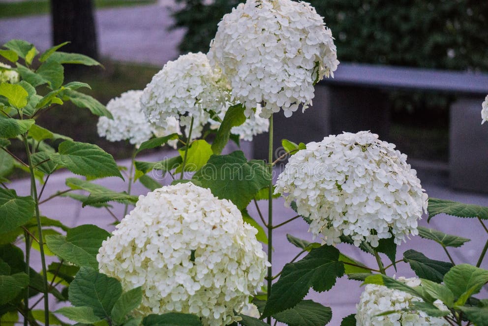 Bushes of a White Cone-shaped Hydrangea in a City Garden Stock Image ...