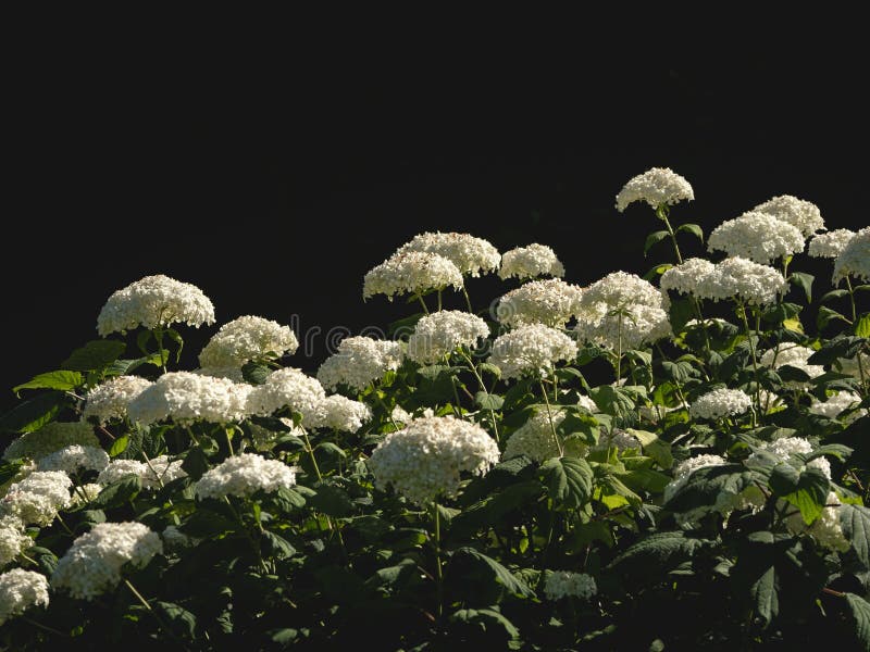 Bushes of a White Cone-shaped Hydrangea in the Garden, Close Up Stock ...