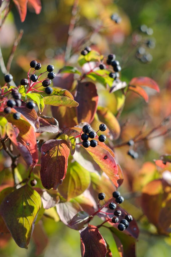 Bushes In Fall Colors On The Banks Of A River, With Moss Covered Logs ...