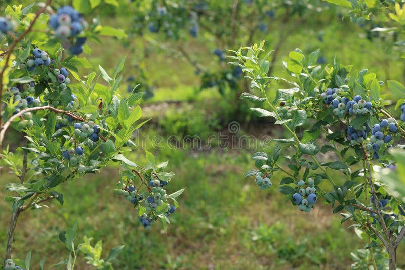 Bushes of Wild Blueberry with Berries Growing Outdoors Stock Image ...