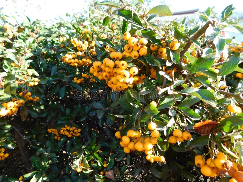 Red and Yellow Berries - Raspberry Stock Image - Image of vegetarian ...