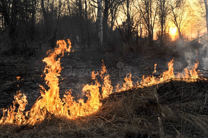 Bushfire stock photo. Image of ground, light, outdoor - 15730614