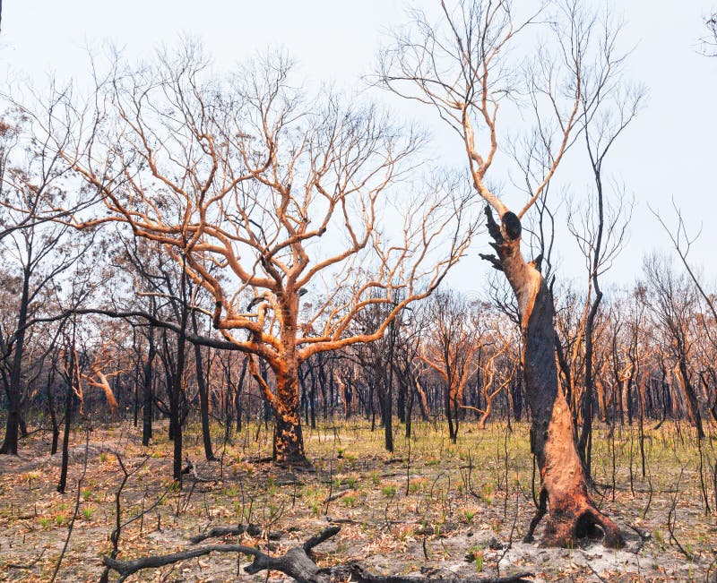 Bushfire Devastation stock image. Image of gippsland - 10112561