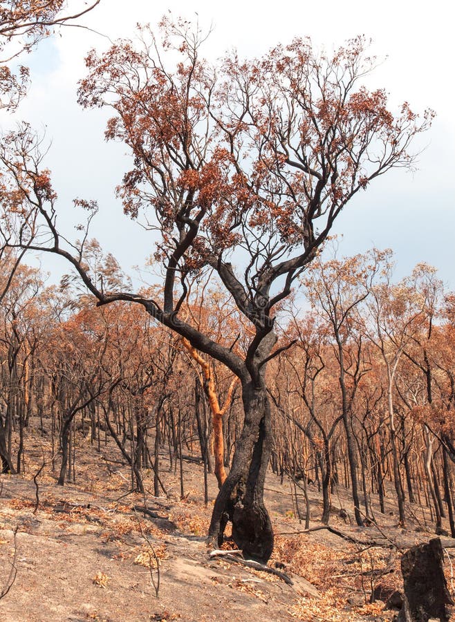 Bushfire aftermath stock image. Image of hill, burning - 38909175