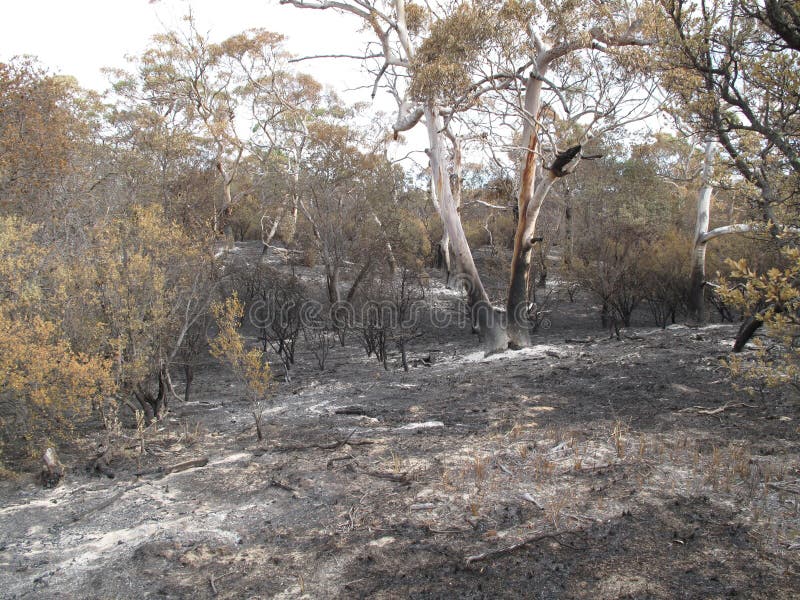 Bushfire aftermath stock image. Image of bushfire, tore - 148690593
