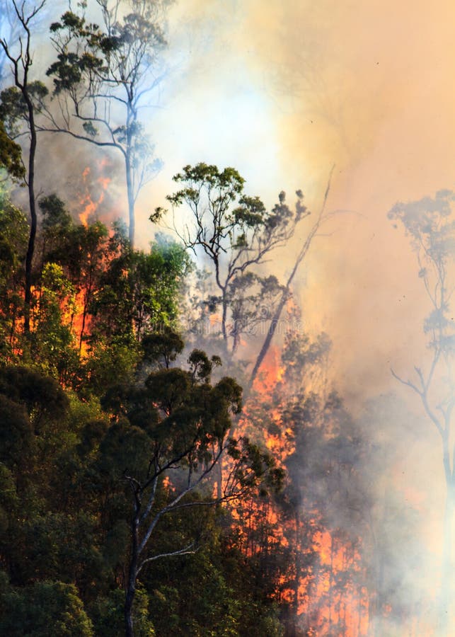 Bushfire in Australian Bush Stock Photo - Image of firestorm, destroy ...