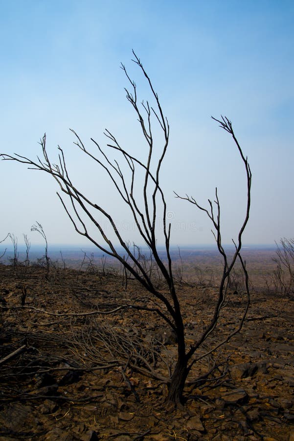 Bushfire Burnt Trees stock image. Image of natural, burnt - 175480123