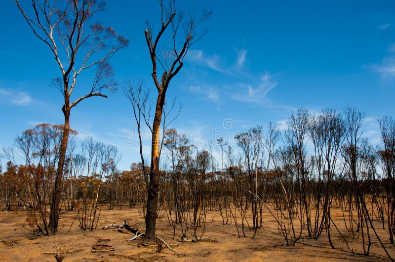 Bushfire Burnt Trees stock photo. Image of western, disaster - 127430958