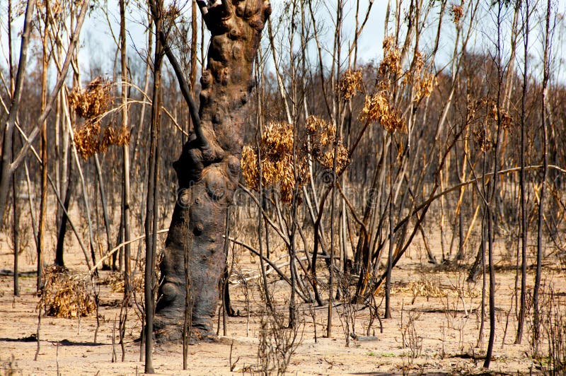 Bushfire Burnt Trees stock image. Image of nature, bushfire - 127430975