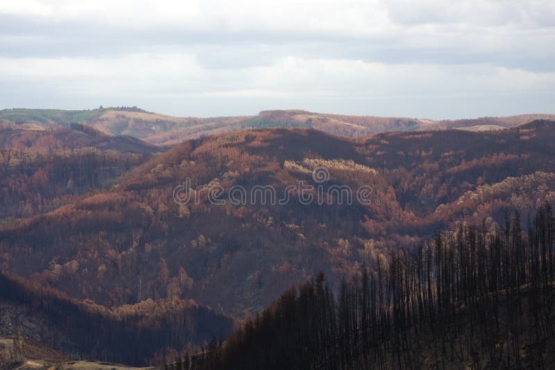 Bushfire Devastation stock image. Image of australia - 10112561