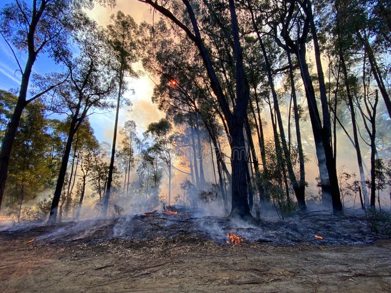 Bushfire Mitigation Burn stock photo. Image of burnt - 232438358
