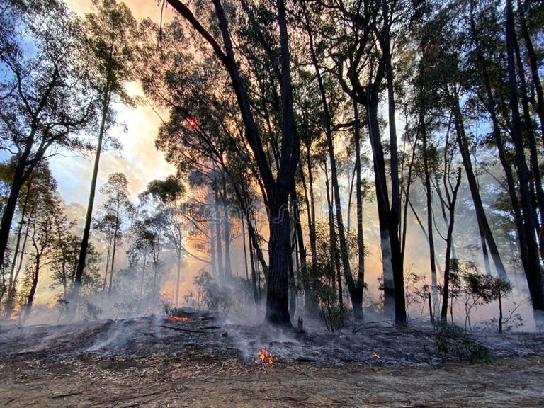 Bushfire Mitigation Burn stock photo. Image of danger - 232438418