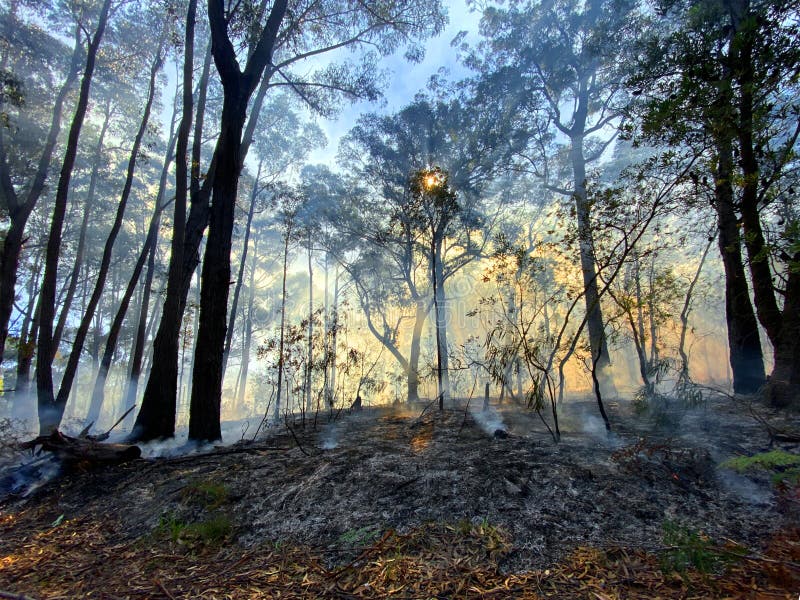 Bushfire Mitigation Burn stock image. Image of disaster - 232438461