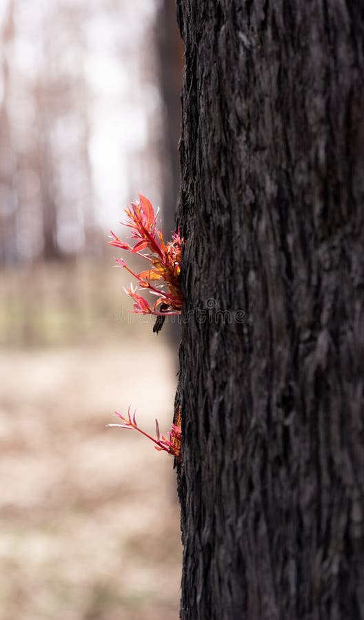 Bushfire Recovery and Tree Regrowth from Australian Bush Fires Stock ...