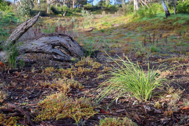 Bushland in the Forest with Green Vegetation. Stock Photo - Image of ...
