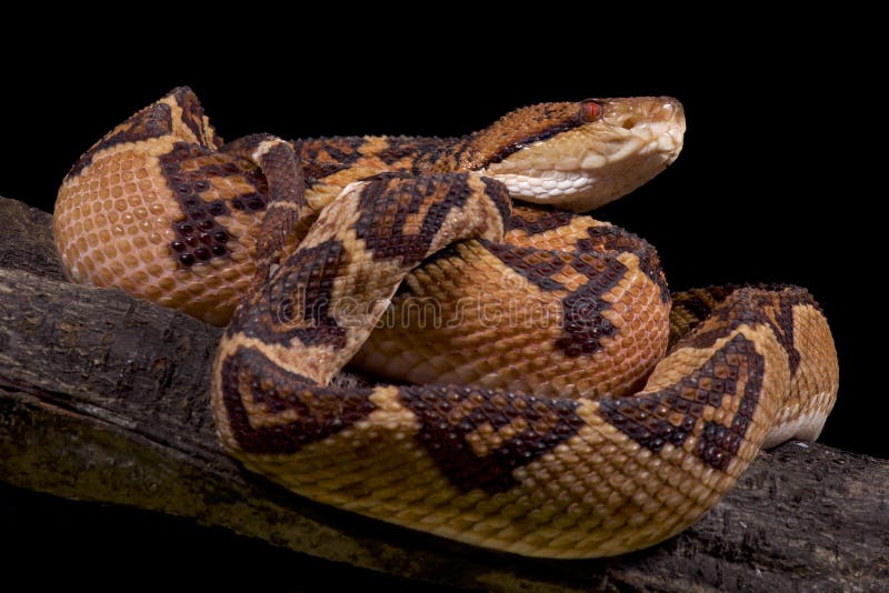 Zwarte Bushmaster Lachesis Melanocephlaus is Een Van De Meest Zeldzame ...