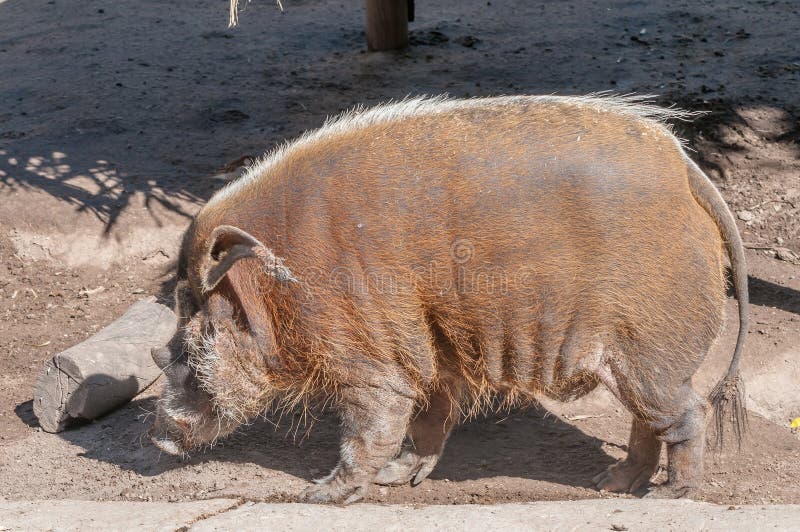 Bushpig foto de stock. Imagem de capa, africano, fauna - 55341258