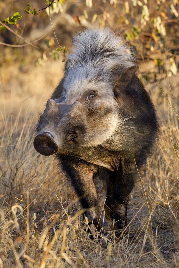Bushpig in Daytime, South Africa Stock Photo - Image of africa ...