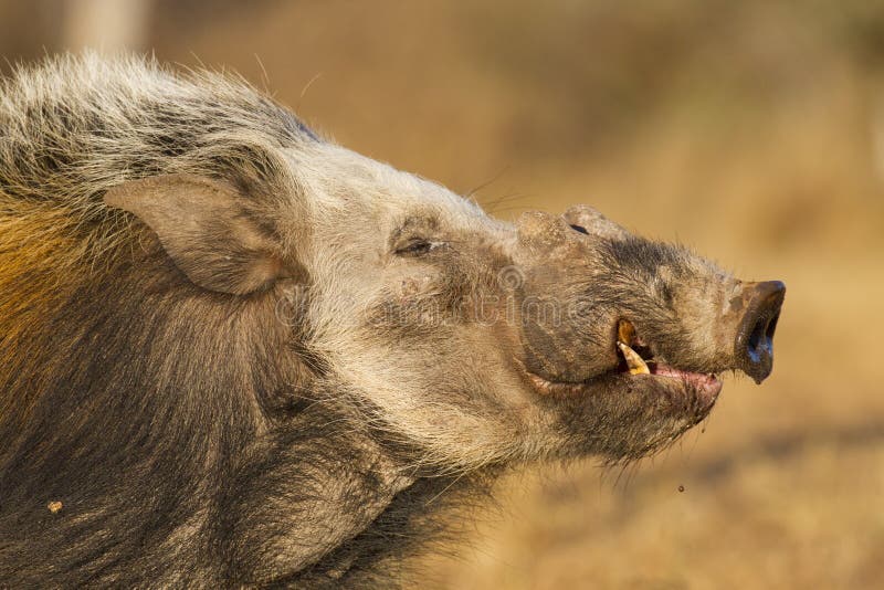 Bushpig, South Africa Royalty Free Stock Photo - Image: 24641435