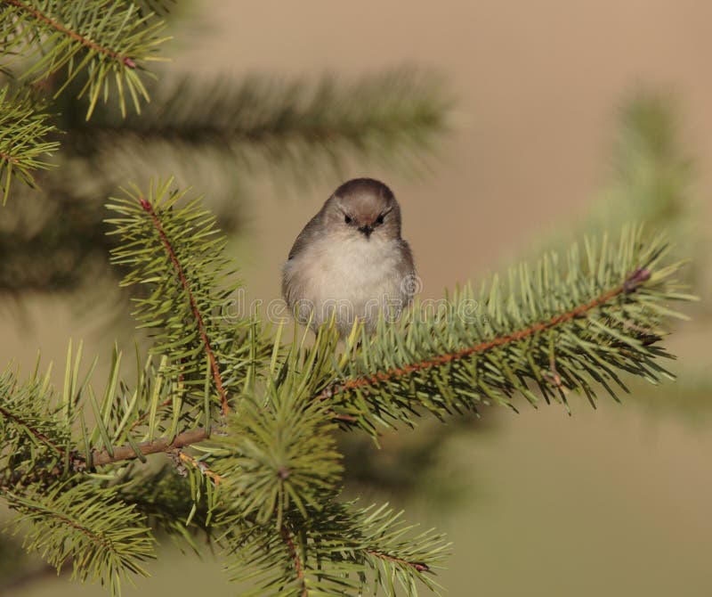 Bushtit stock photo. Image of bird, bushit, refuge, wildlife - 1874430