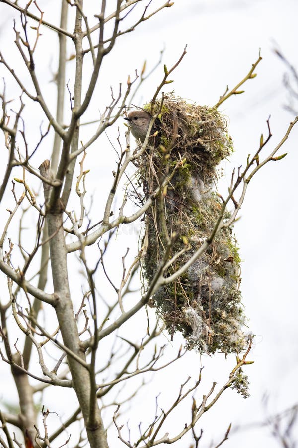 Bushtit bird nest stock photo. Image of america, birds - 245890888