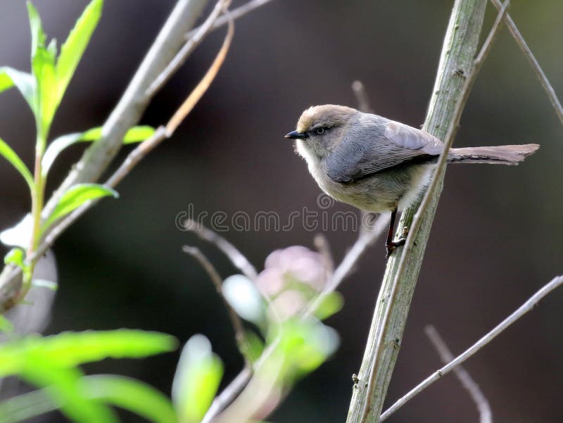 Bushtit stock image. Image of tail, bird, bushtit, grey - 17802197