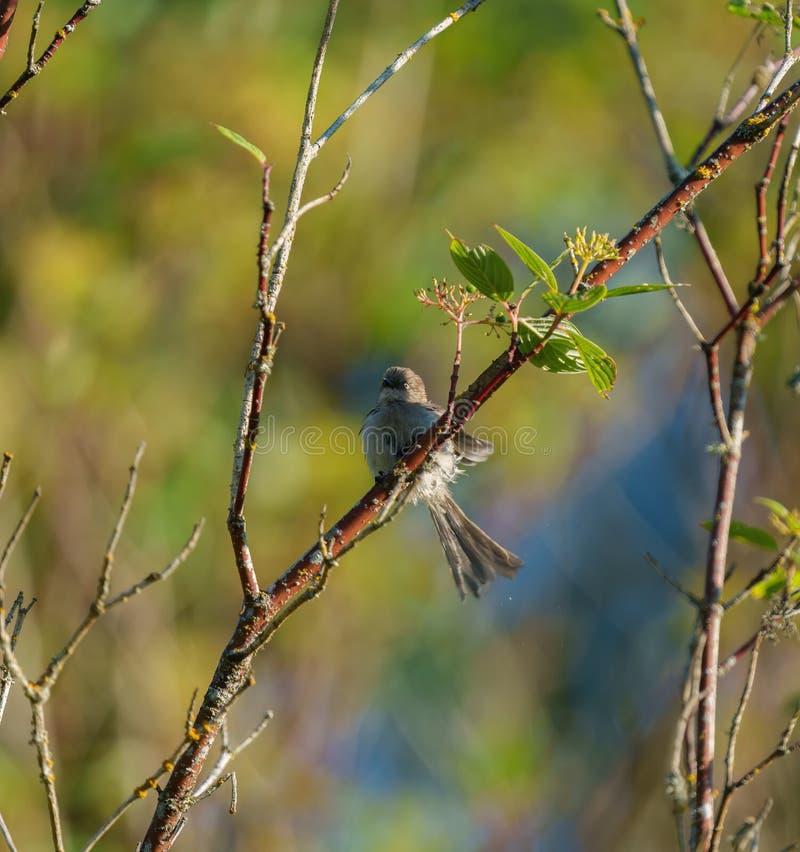 Bushtit Resting on Tree Branch Stock Image - Image of twittering, trees ...