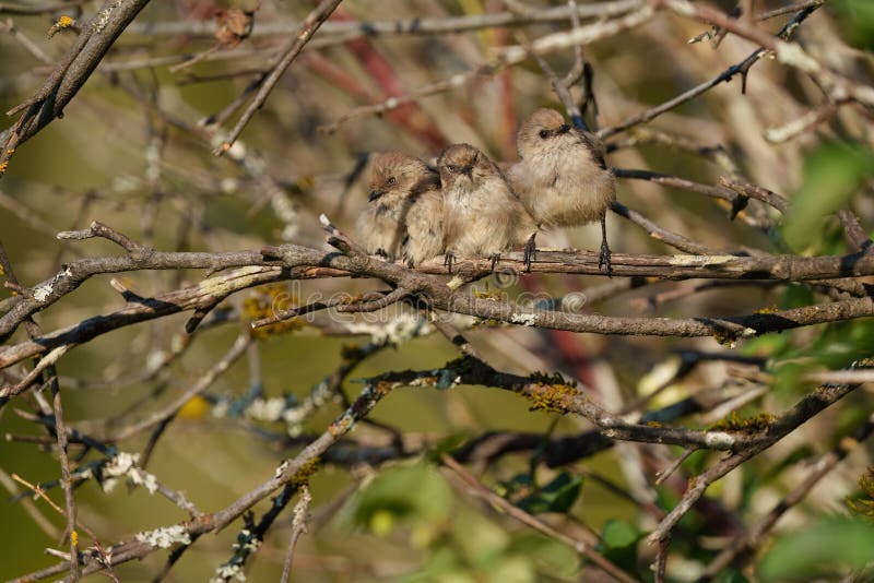 Bushtit Resting on Tree Branch Stock Image - Image of stubby ...