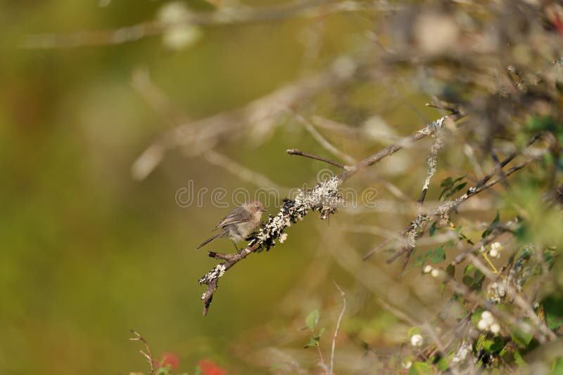Bushtit Resting on Tree Branch Stock Image - Image of stubby, gray ...