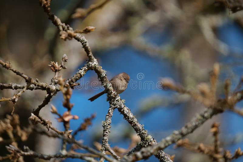 Bushtit Resting on Tree Branch Stock Photo - Image of constantly, tiny ...